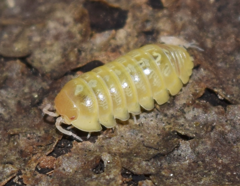 Armadillidium vulgare “Albino T+” – Pet Pedes and Pods