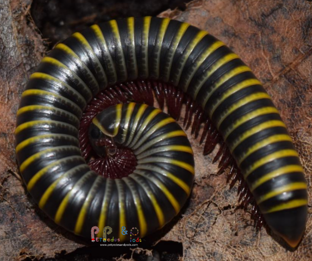 Anadenobolus Monilicornis “Bumblebee” Millipede – Pet Pedes and Pods
