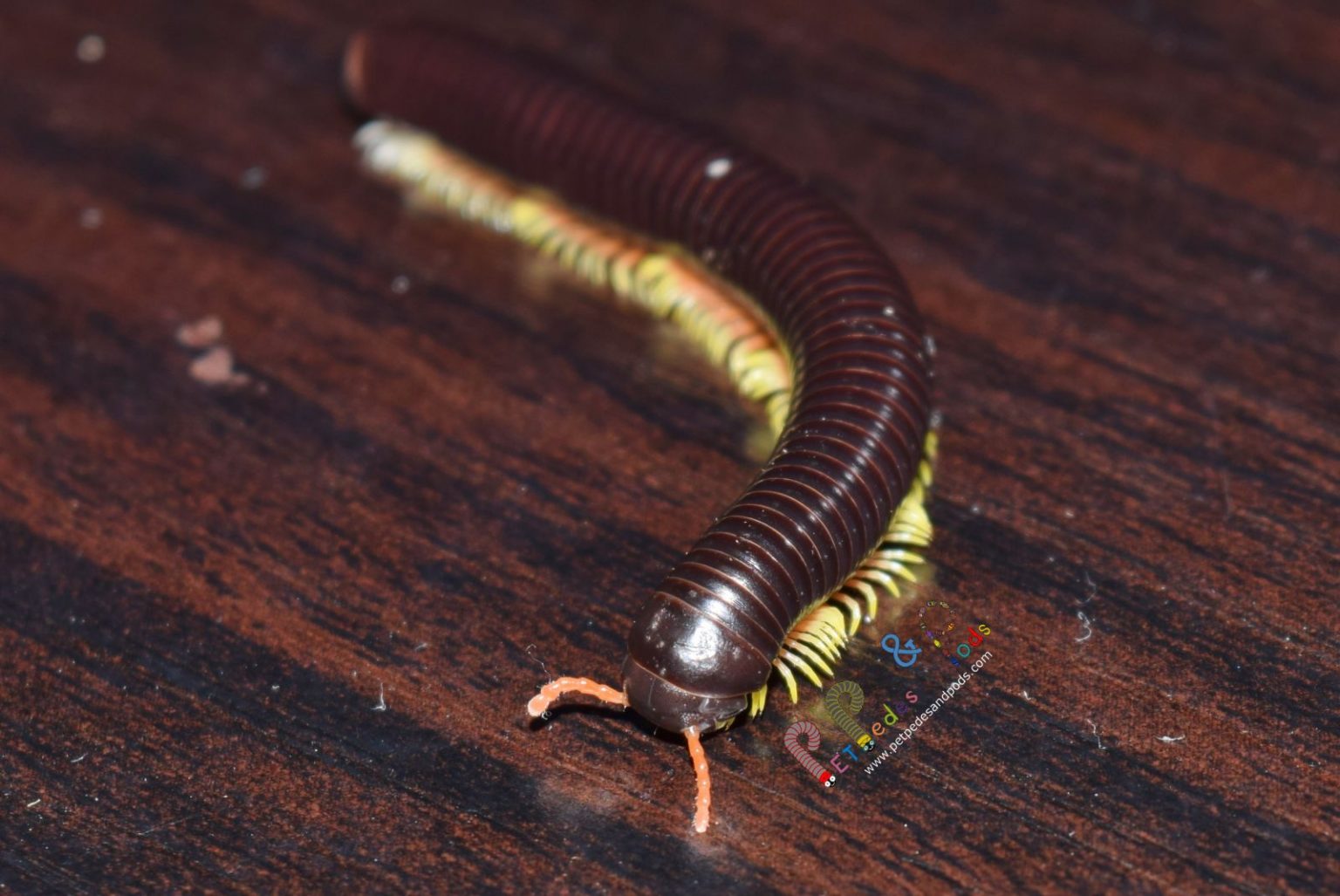 Flameleg Millipede – Pet Pedes and Pods