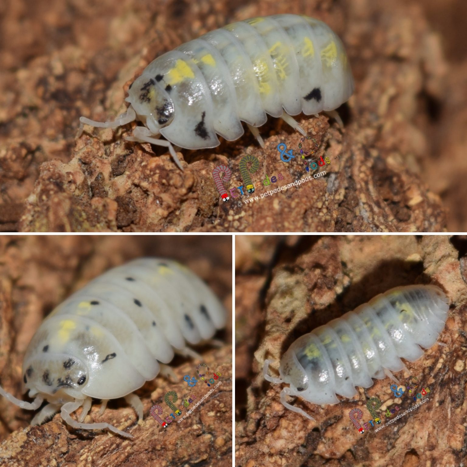 Armadillidium Vulgare “Magic Potion” – Pet Pedes and Pods