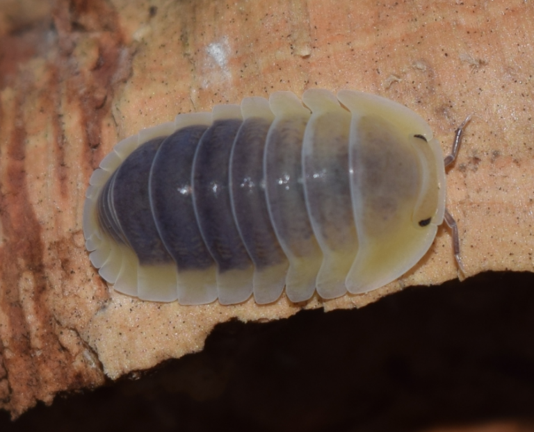 Cubaris Lemon Blue – Pet Pedes and Pods