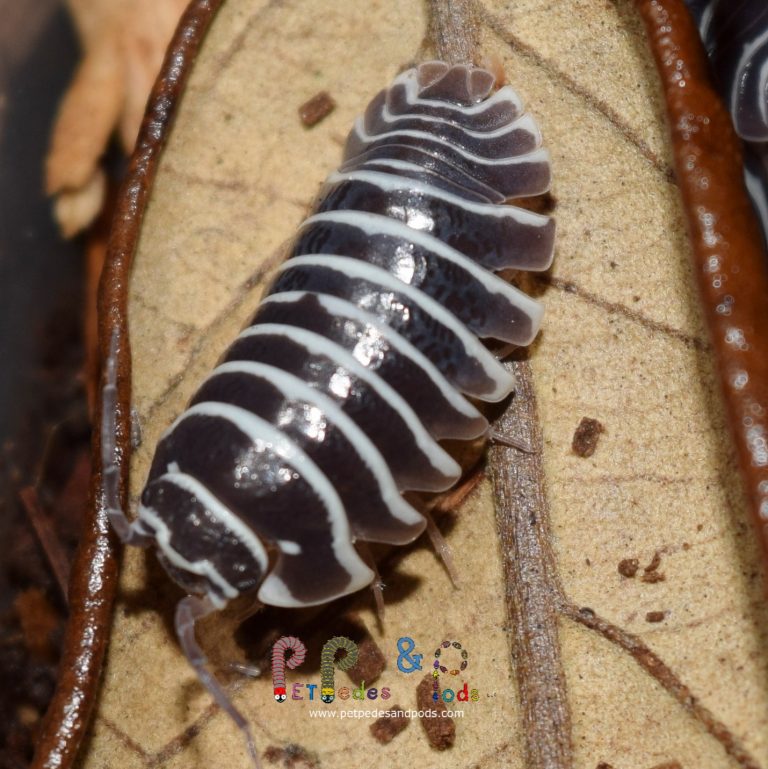 Pet Pedes and Pods – Specializing in bioactive vivariums & supplies ...