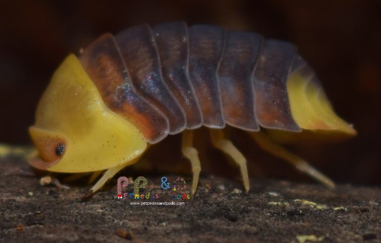 Cubaris Rubber Ducky – 7 Count – Pet Pedes and Pods