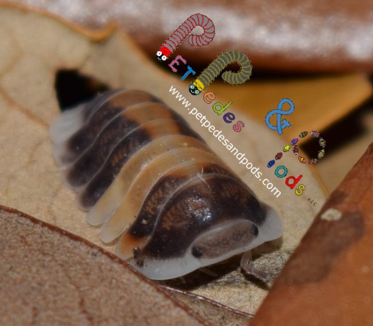 Cubaris Cappuccino – Pet Pedes and Pods