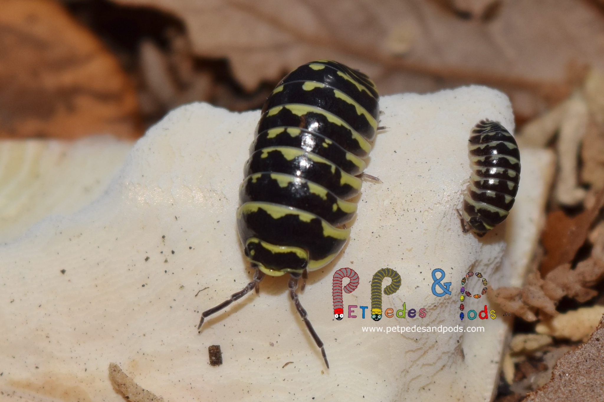 Armadillidium Maculatum “Yellow Zebra” – Pet Pedes and Pods