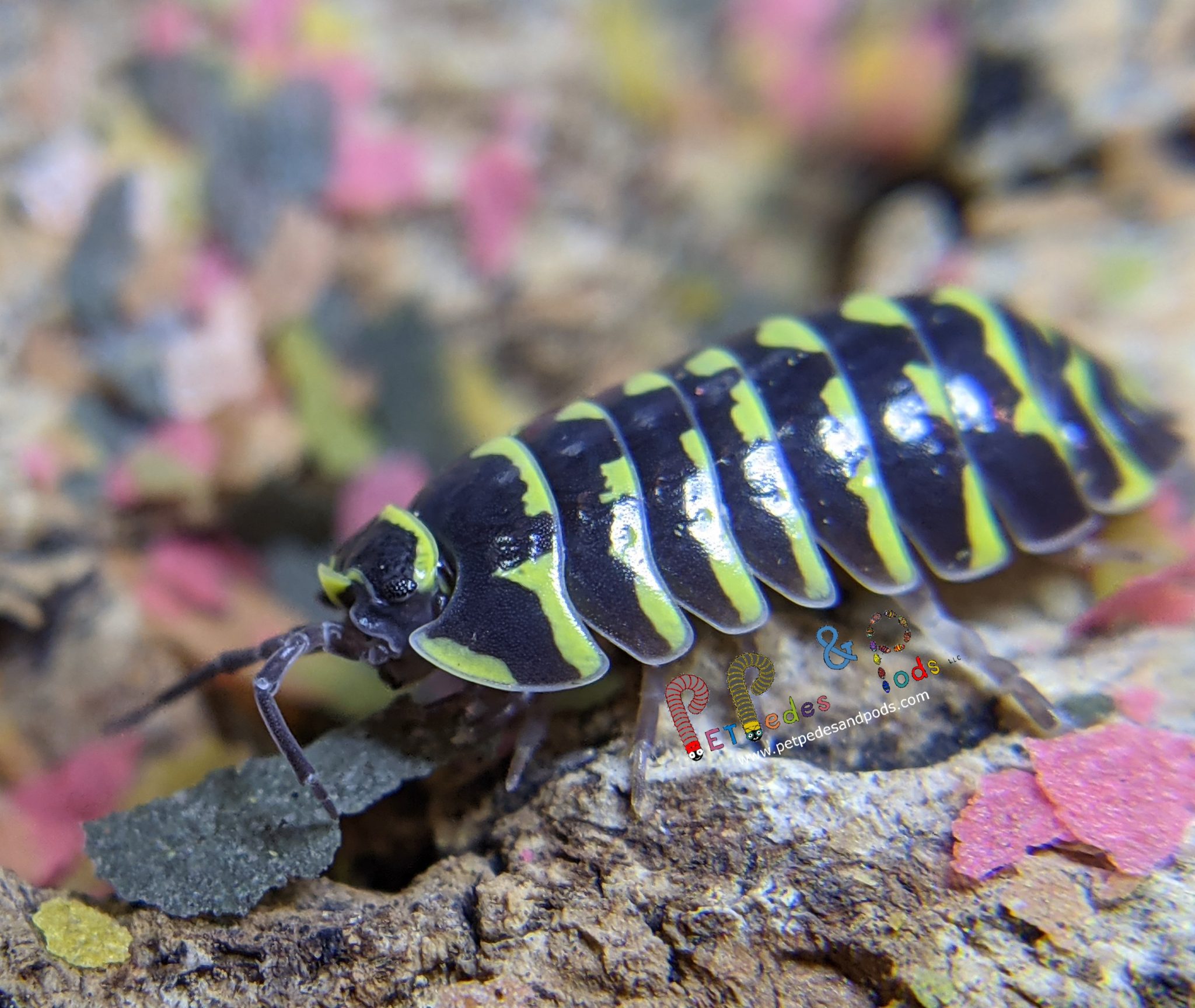 Armadillidium Maculatum “Yellow Zebra” – Pet Pedes and Pods