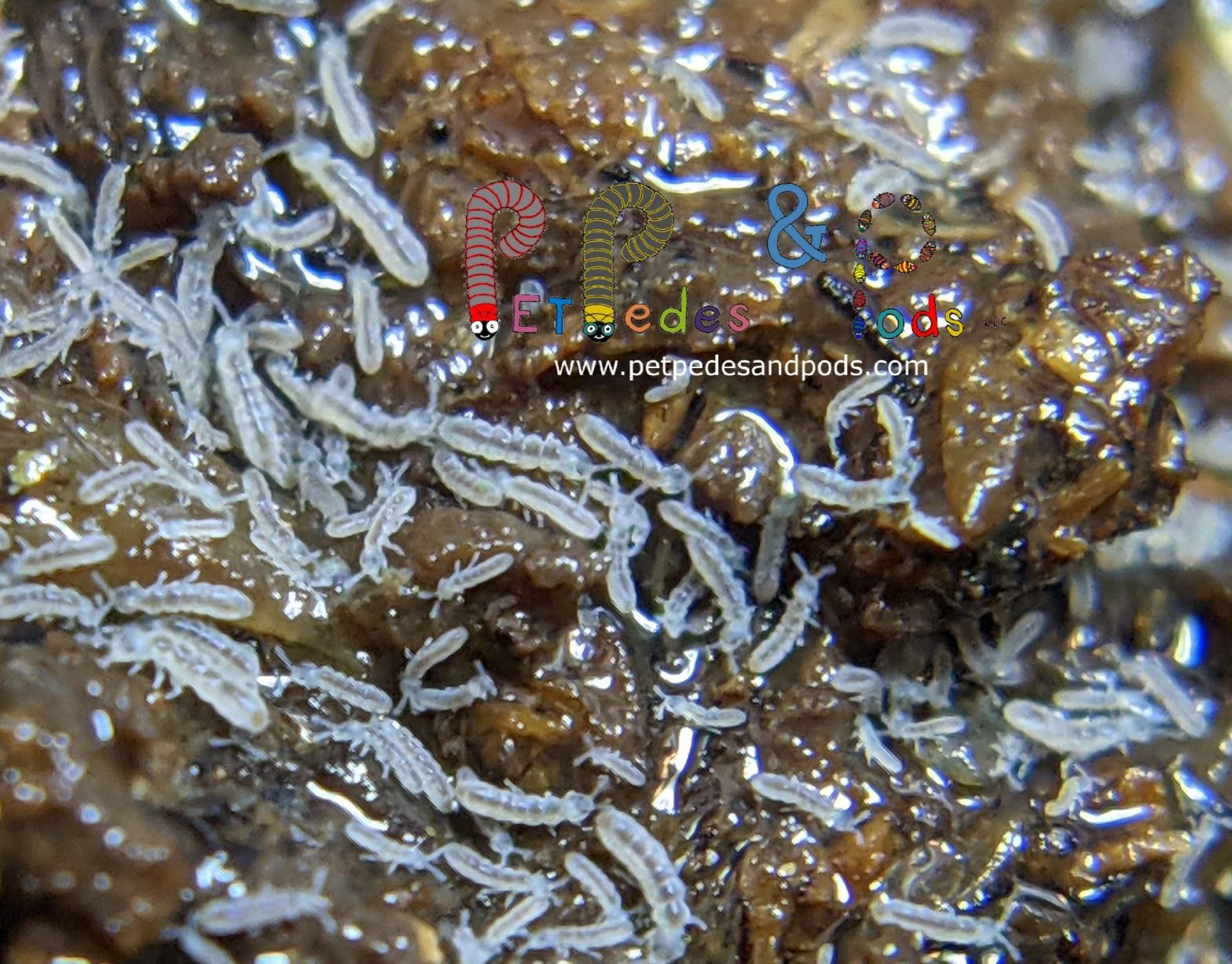 Blue Podura Springtail Master Culture – Pet Pedes and Pods