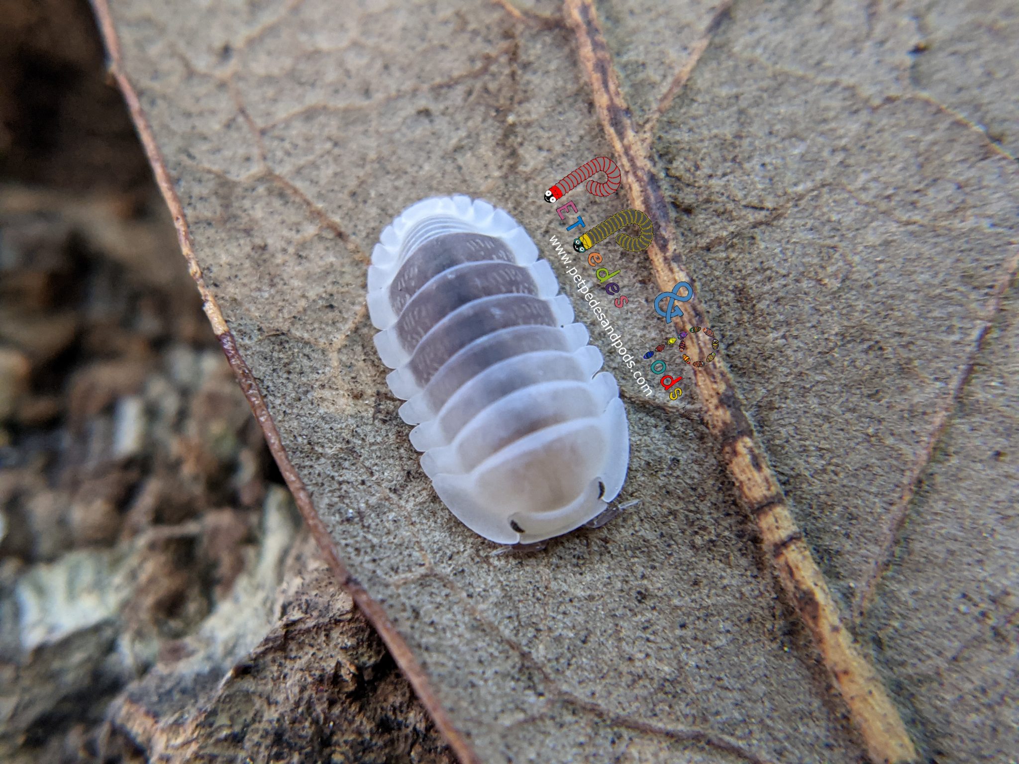 Cubaris Lemon Blue – Pet Pedes and Pods