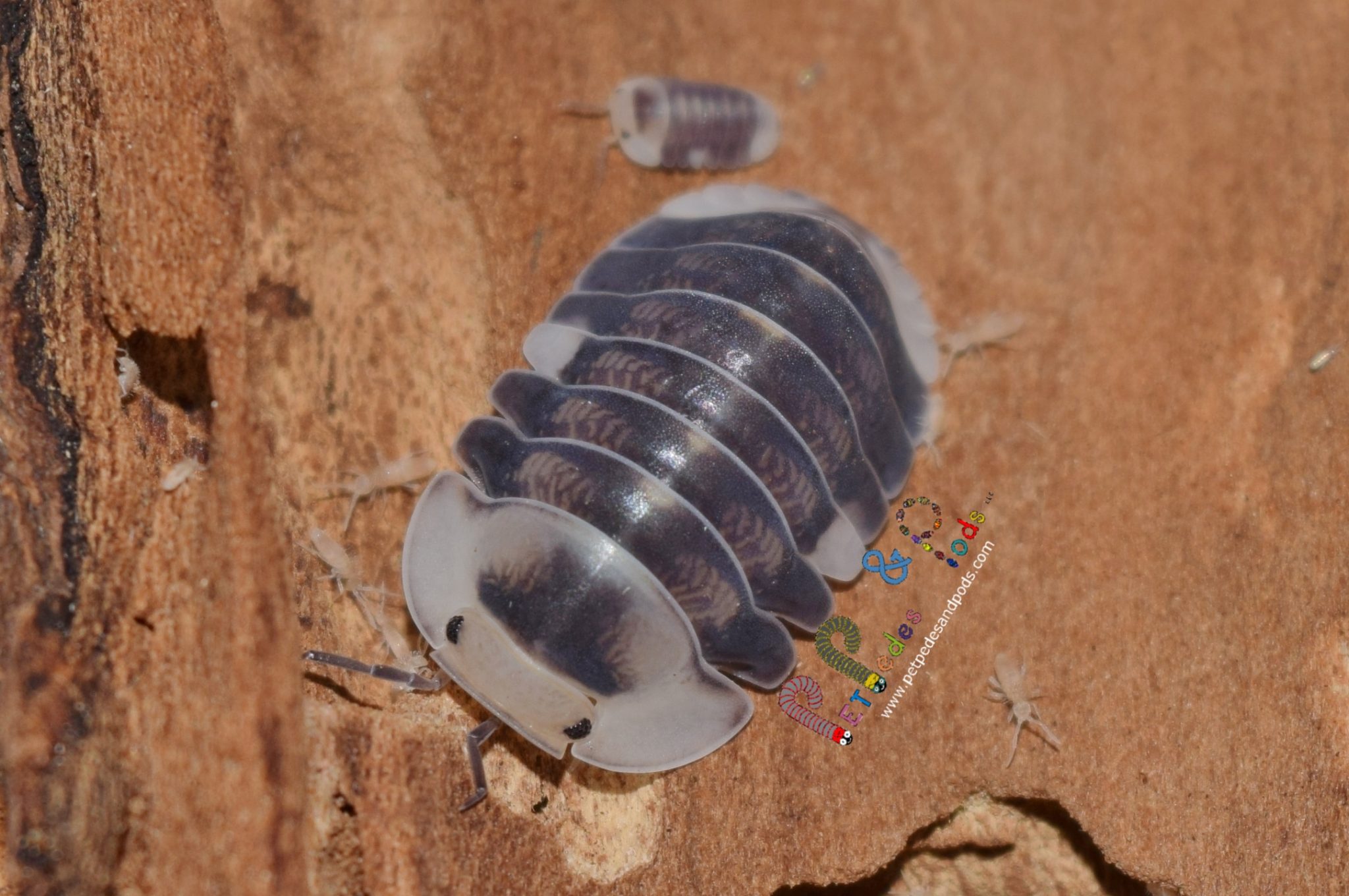 Cubaris “White Ducky” – Pet Pedes and Pods