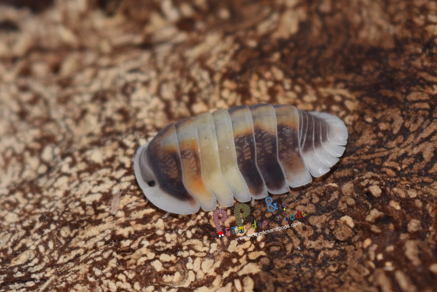 Cubaris Cappuccino – Pet Pedes and Pods