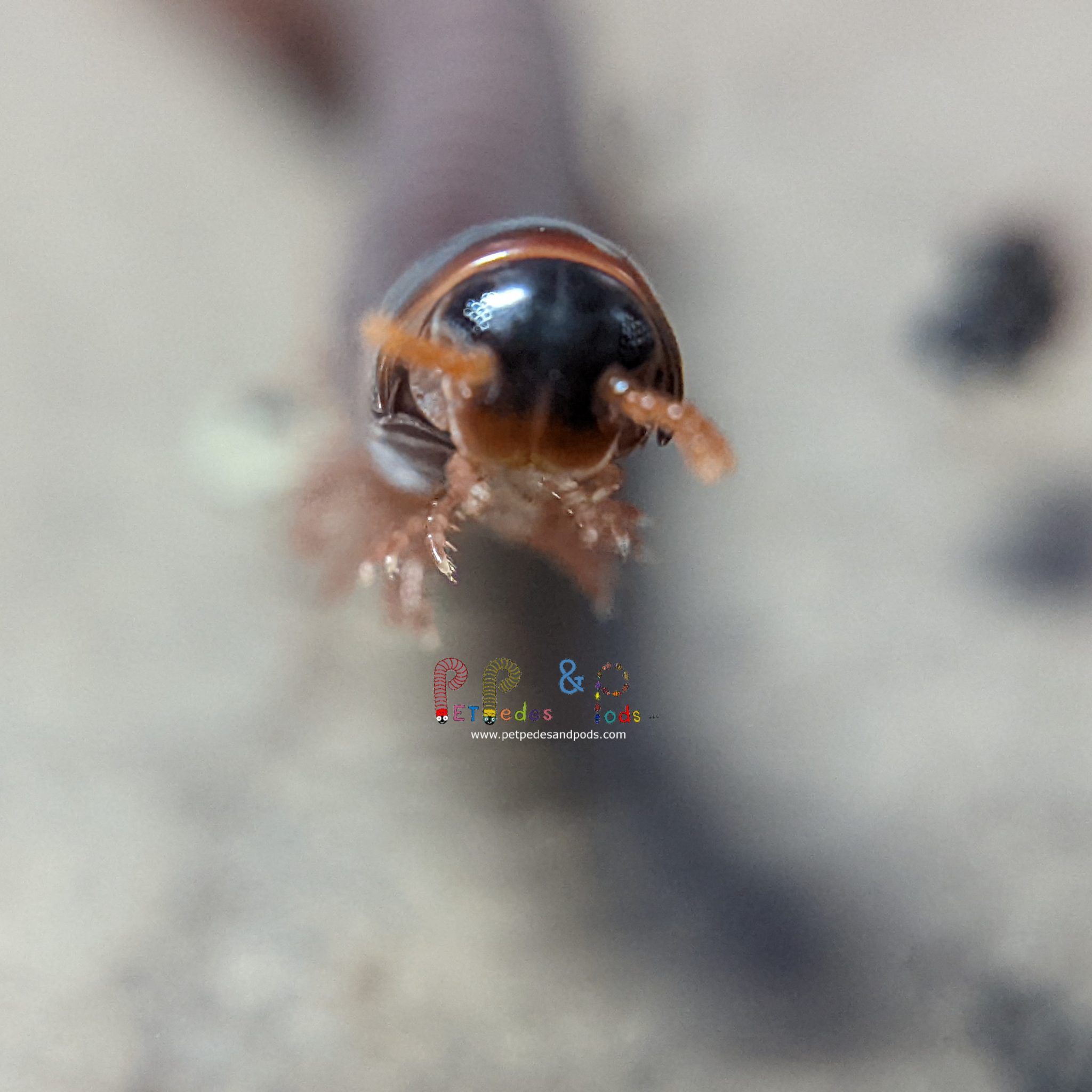 Thai Rainbow Millipede – Pet Pedes and Pods