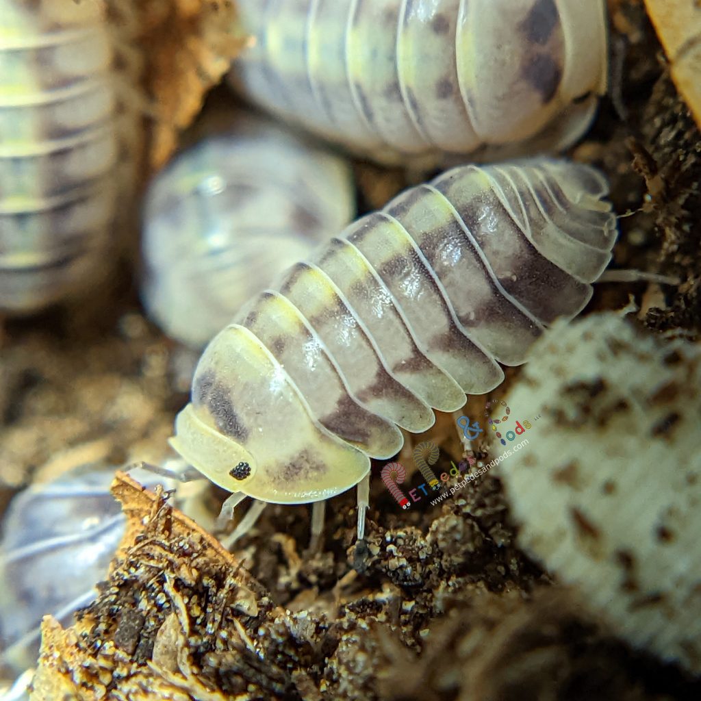 Isopods – Page 2 – Pet Pedes and Pods