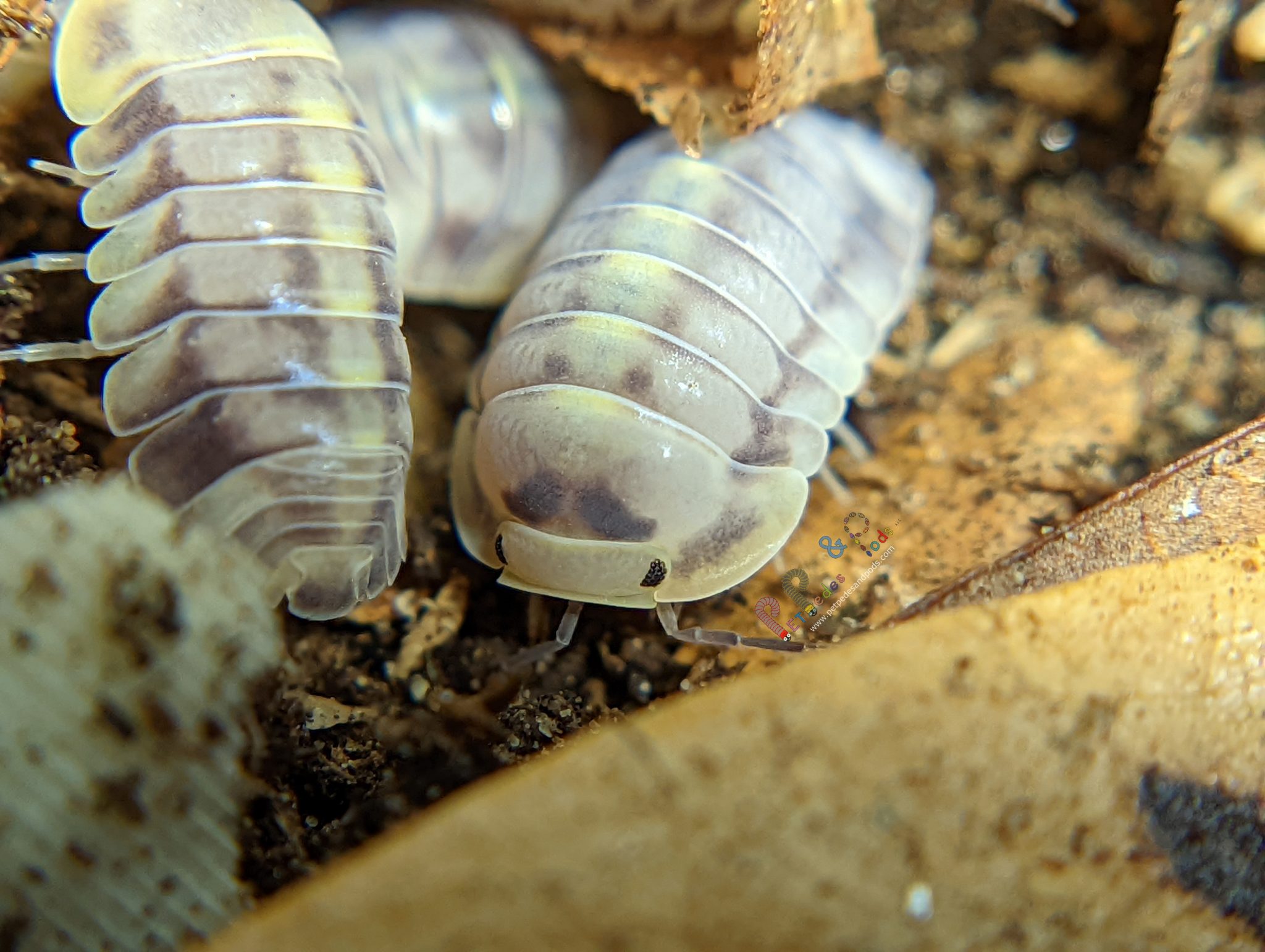 Cubaris Green Laser – Pet Pedes and Pods