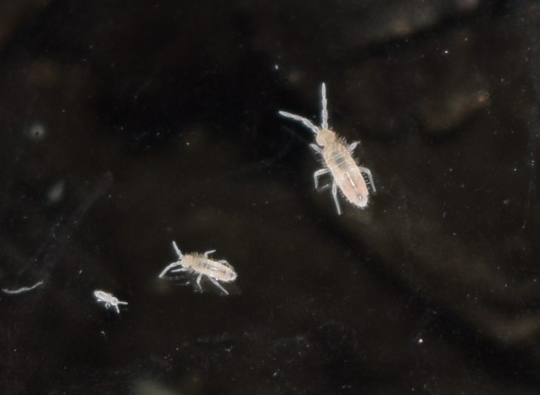 Pink Springtail Starter Culture – Pet Pedes and Pods