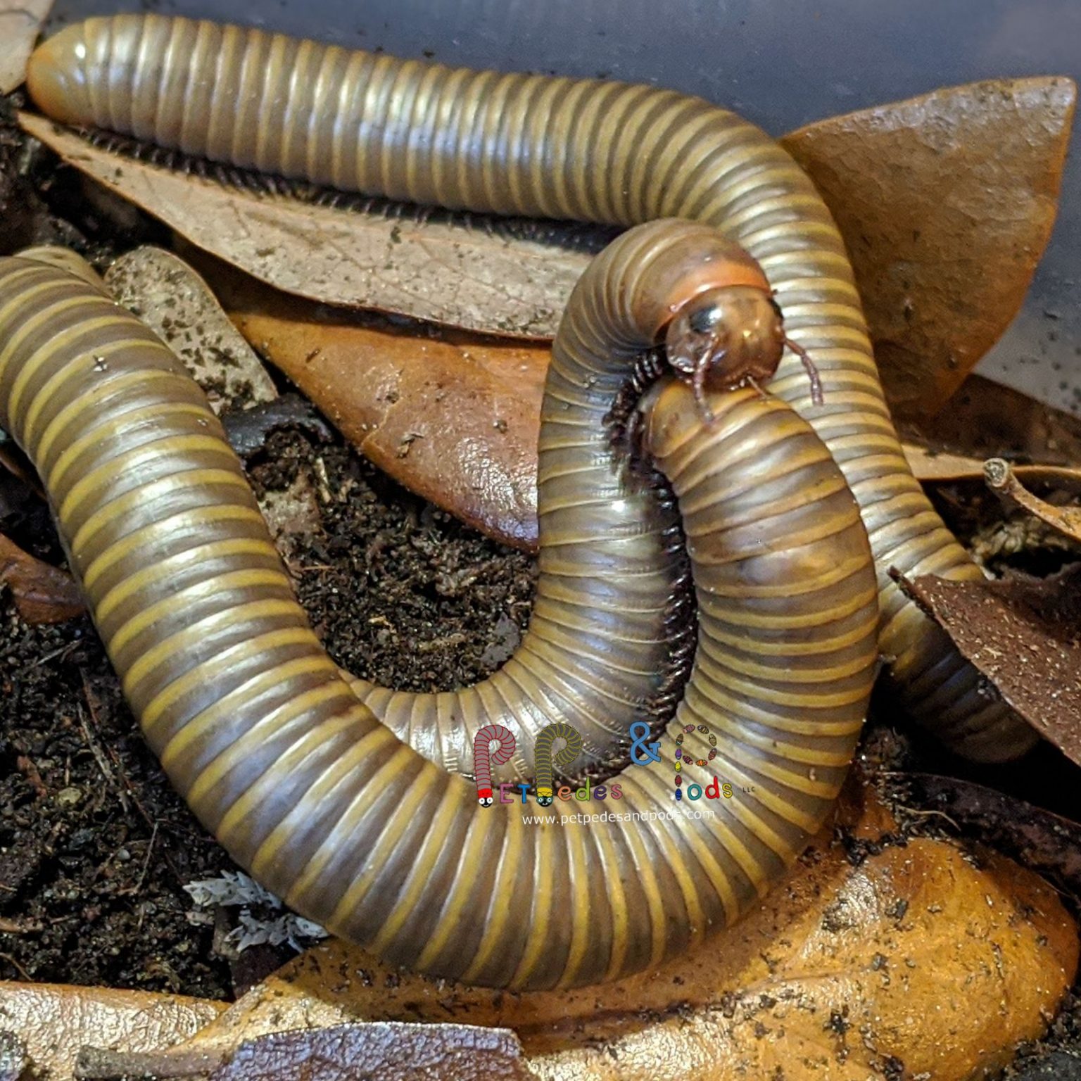 Millipedes – Pet Pedes and Pods