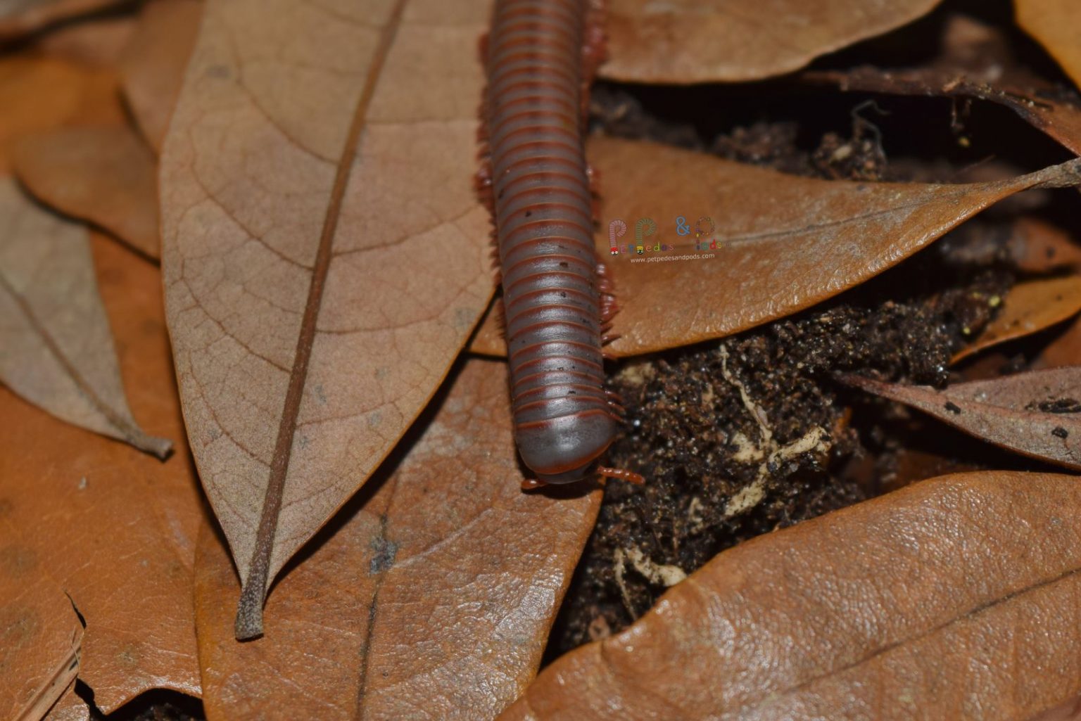 Thai Rainbow Millipede – Pet Pedes and Pods