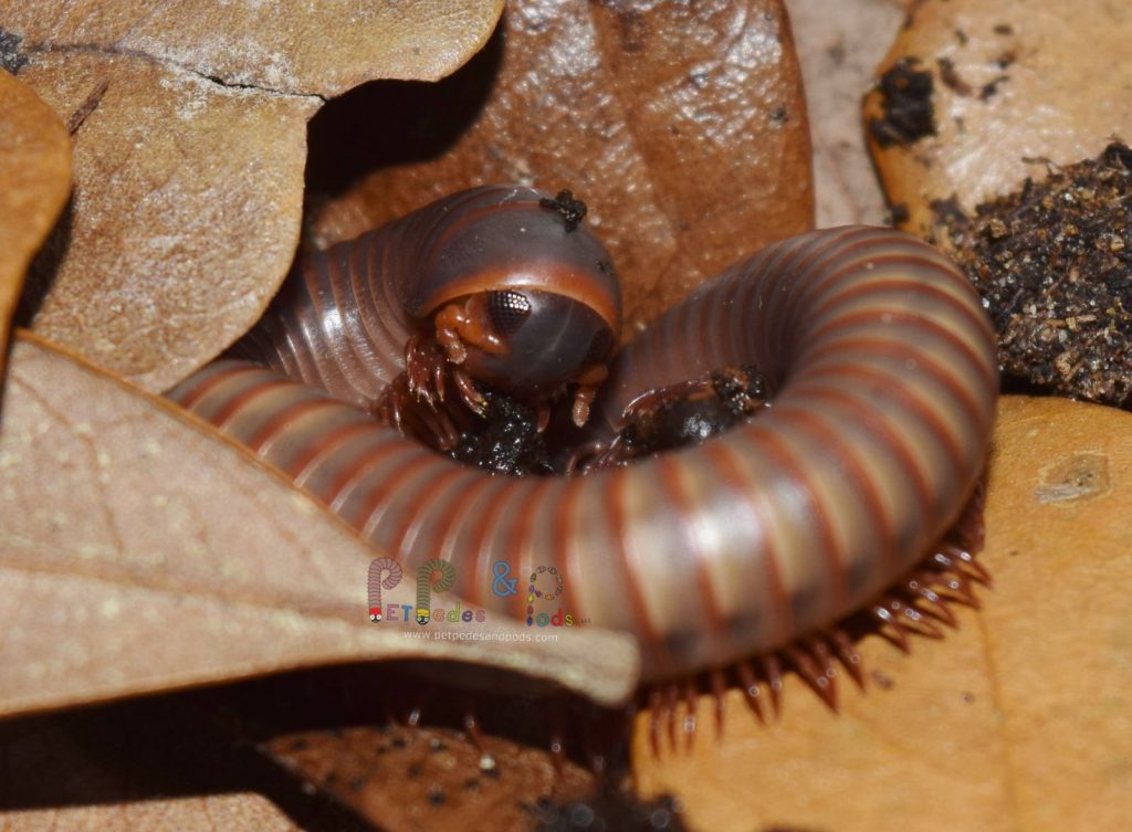 Thai Rainbow Millipede – Pet Pedes and Pods