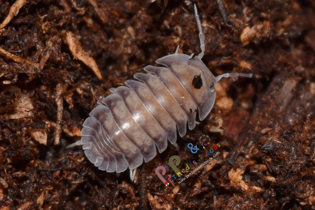 Cubaris Silver Ghost – Pet Pedes and Pods