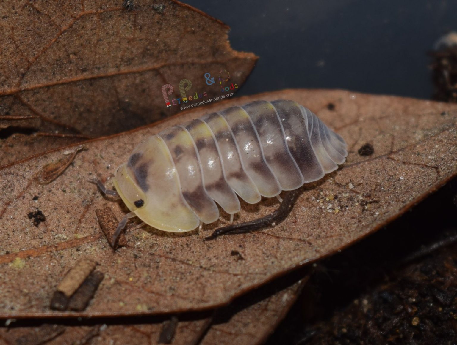 Cubaris Green Laser – Pet Pedes and Pods