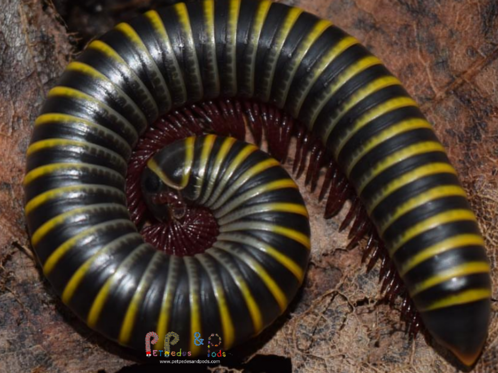 Resources – Pet Pedes and Pods