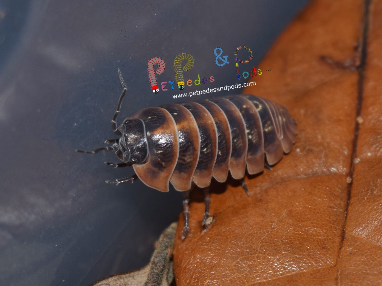Choosing the Right Isopod – Pet Pedes and Pods
