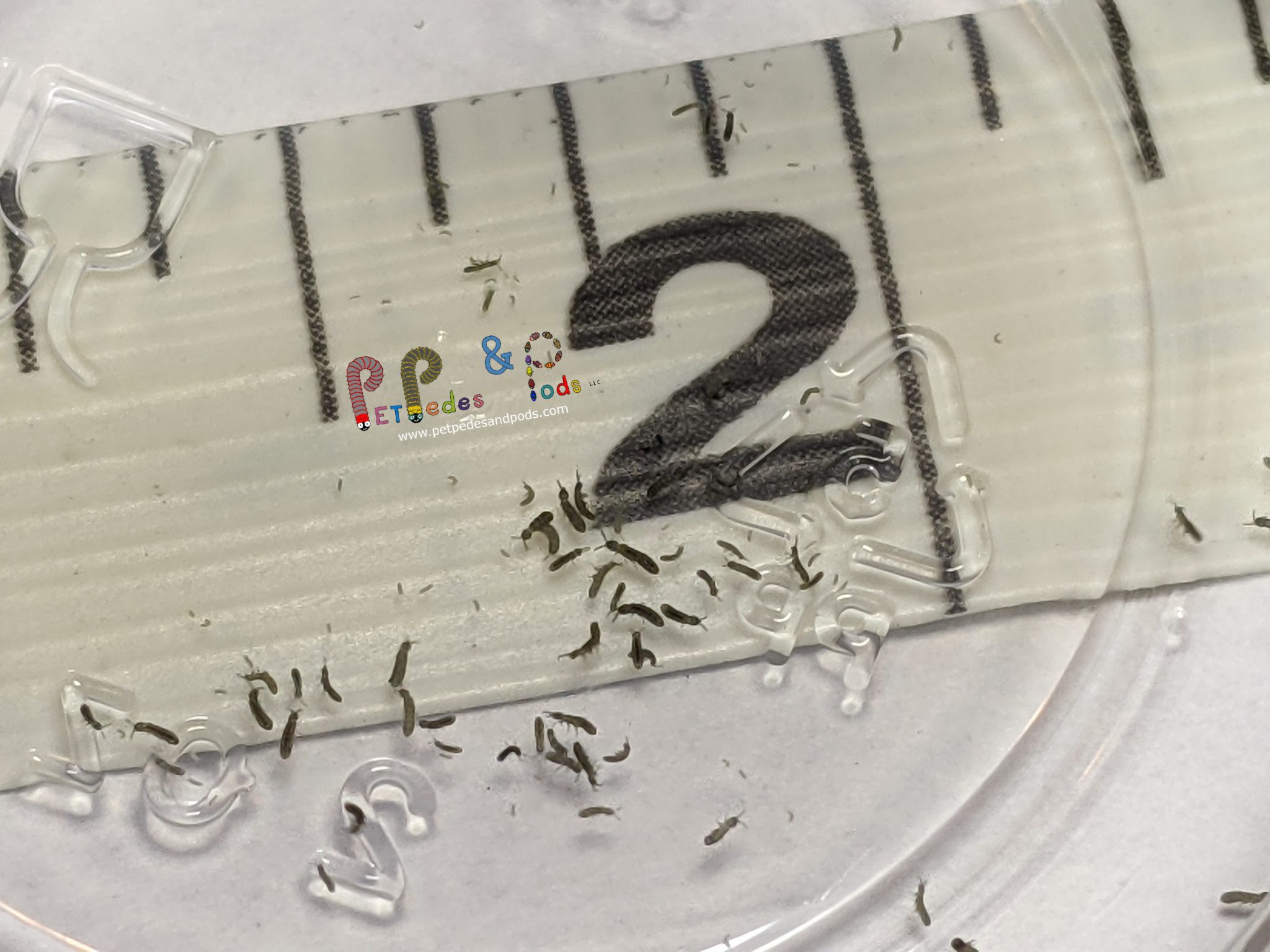 Blue Podura Springtail Starter Culture – On Clay – Pet Pedes and Pods
