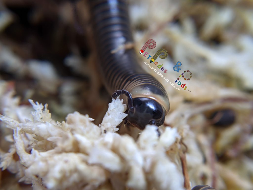Florida Ivory Millipede (Chicobolus spinigerus) – Pet Pedes and Pods