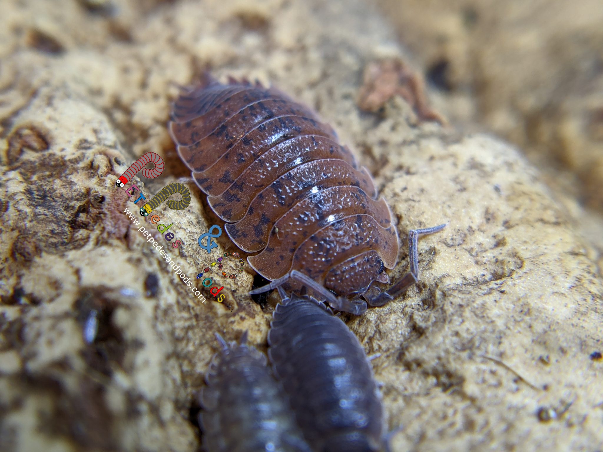 Porcellio Scaber “Red Calico” – Pet Pedes and Pods