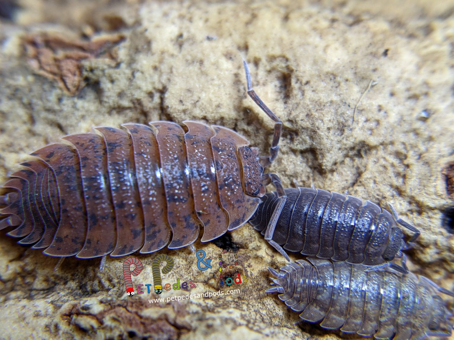 Porcellio Scaber “Red Calico” – Pet Pedes and Pods