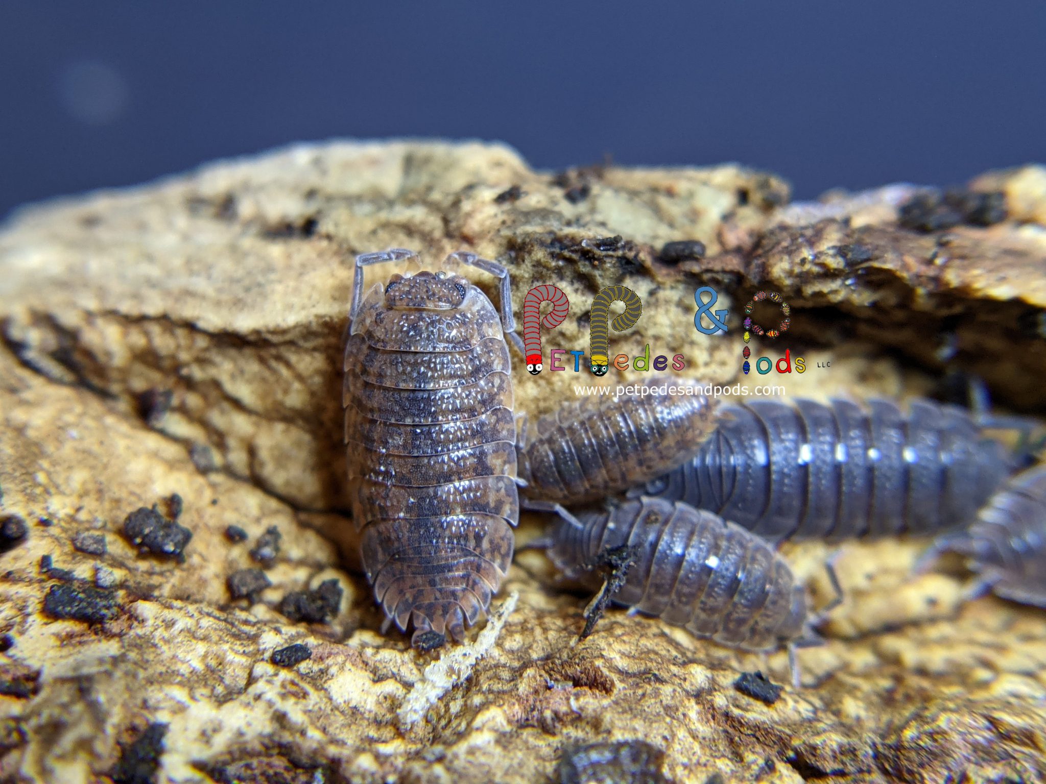 Porcellio Scaber “Red Calico” – Pet Pedes and Pods