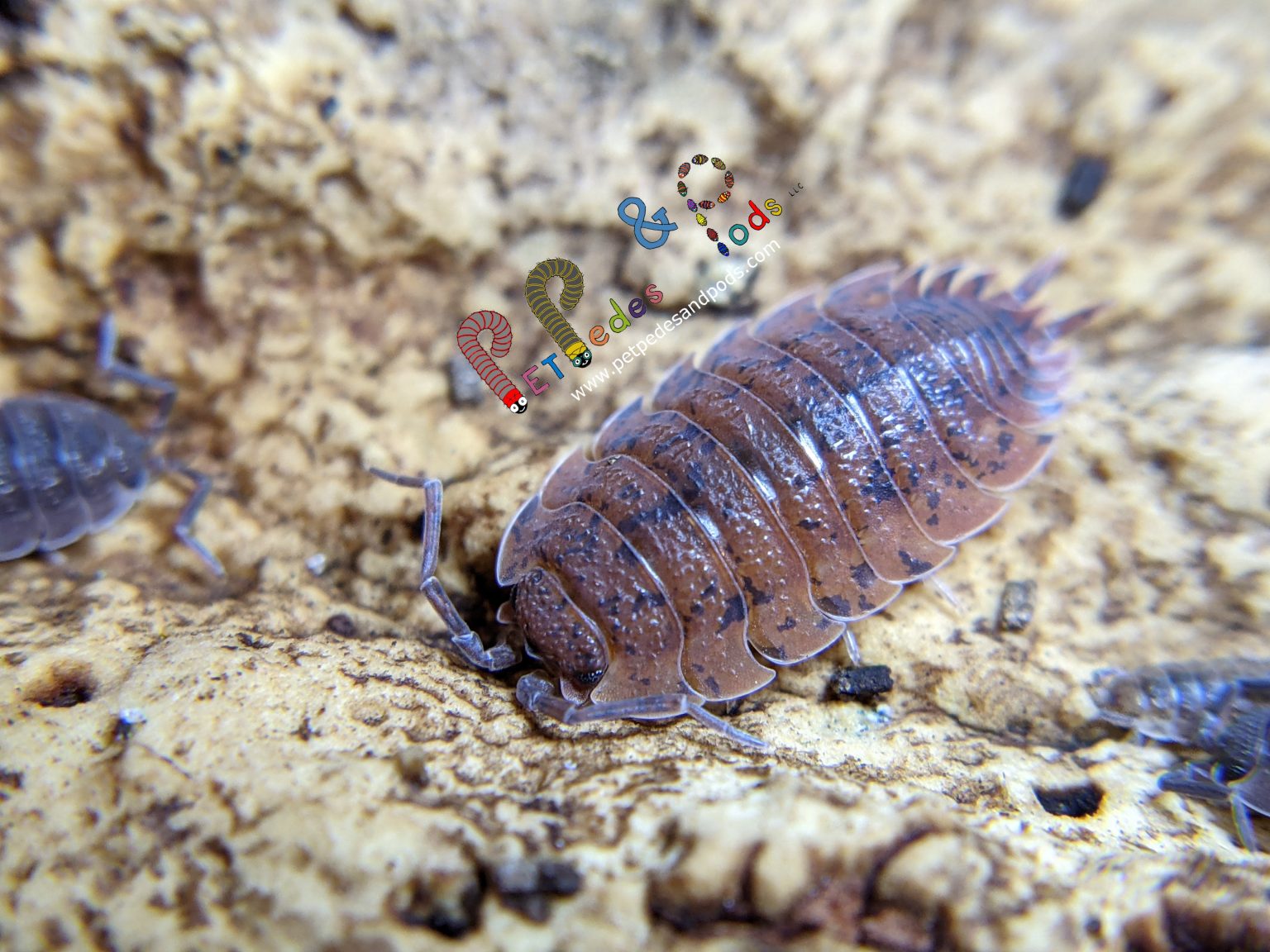 Porcellio Scaber “Red Calico” – Pet Pedes and Pods
