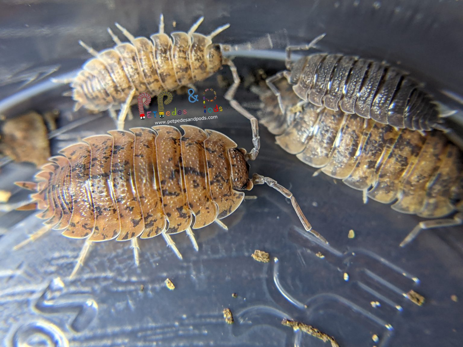 Porcellio Scaber “Red Calico” – Pet Pedes and Pods