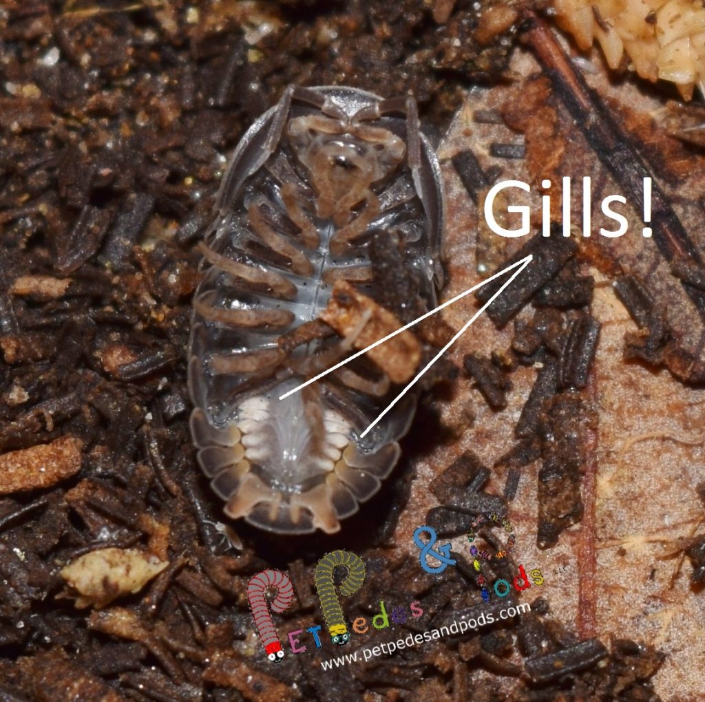 Millipede and Isopod Care Sheet – Pet Pedes and Pods