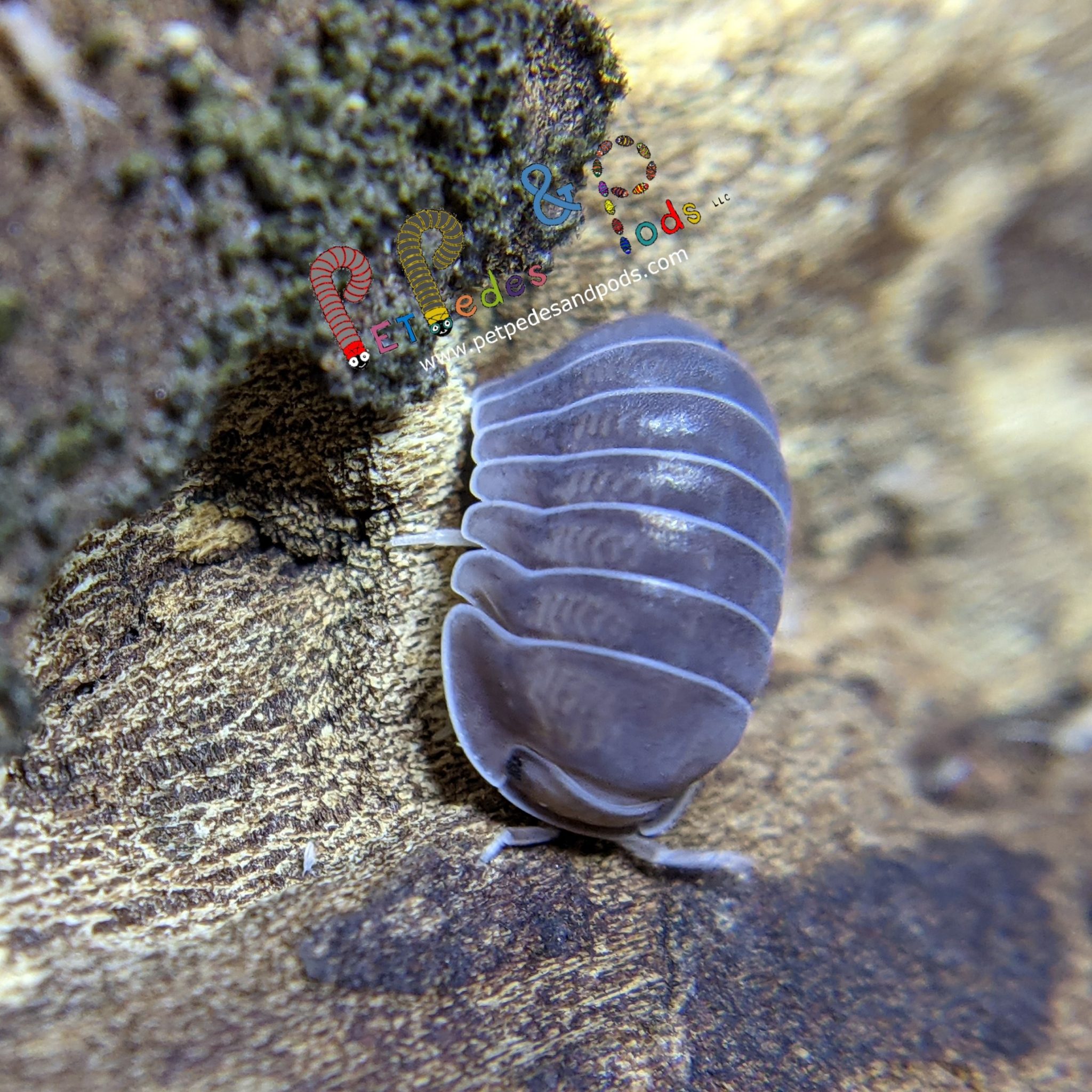 Cubaris – Pet Pedes and Pods