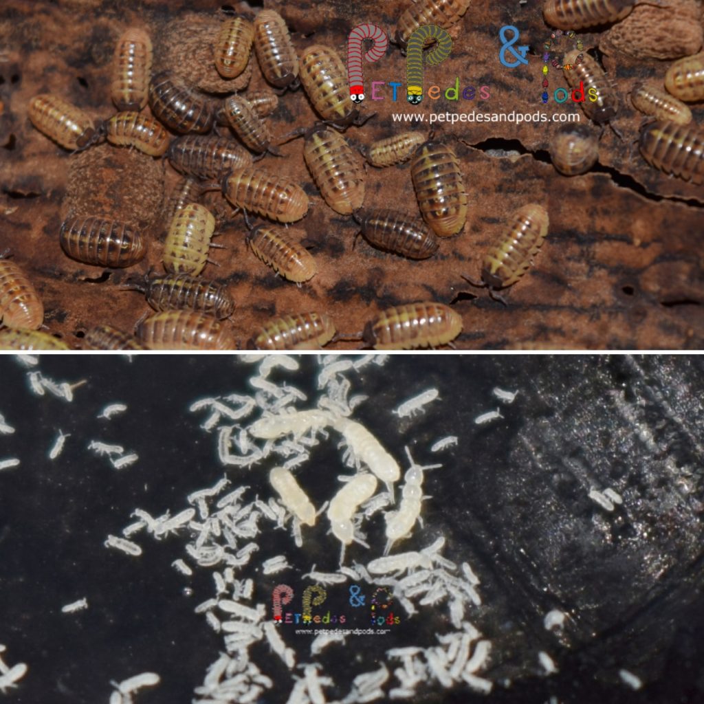 Springtails – Pet Pedes and Pods