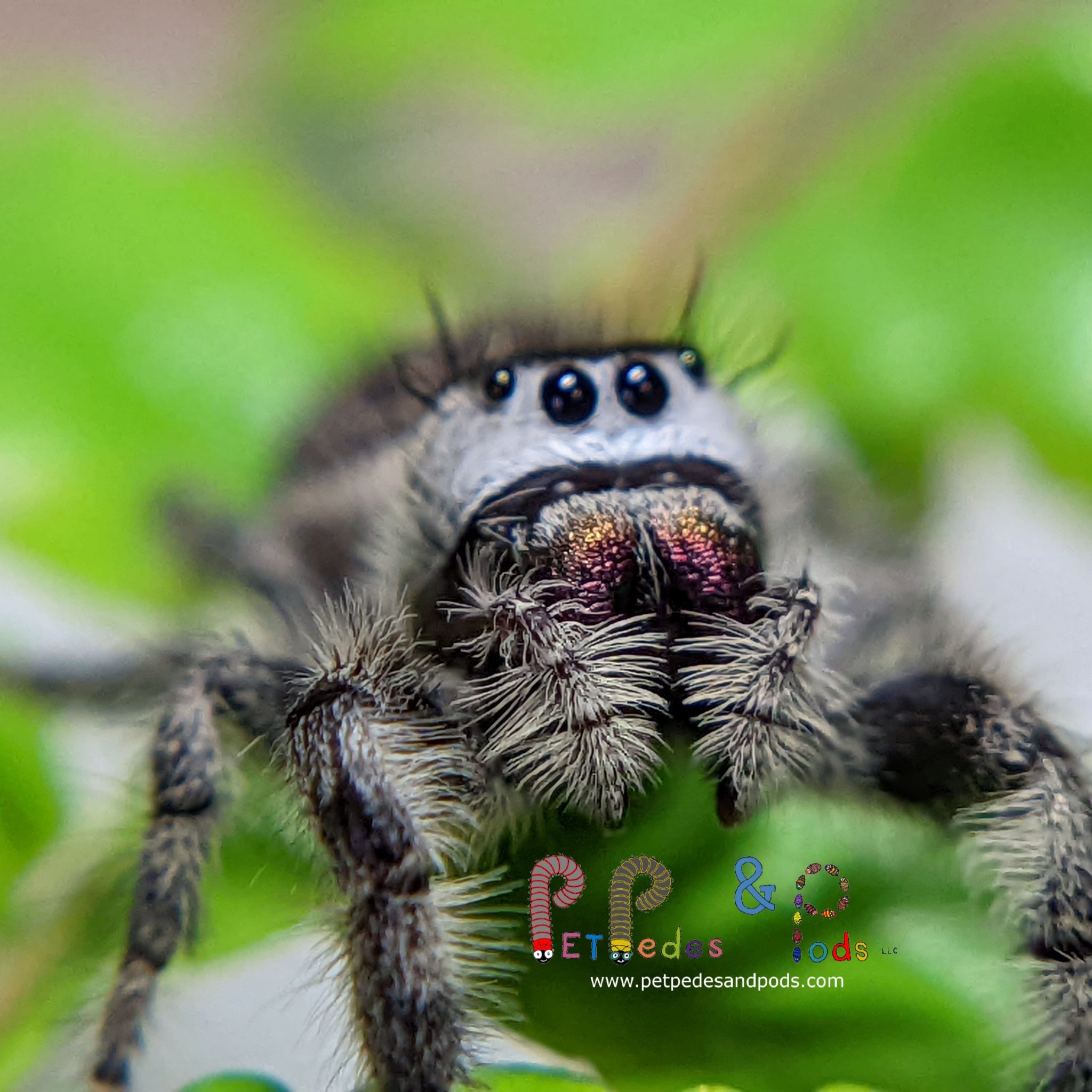 Captive Bred Bugs – Pet Pedes and Pods