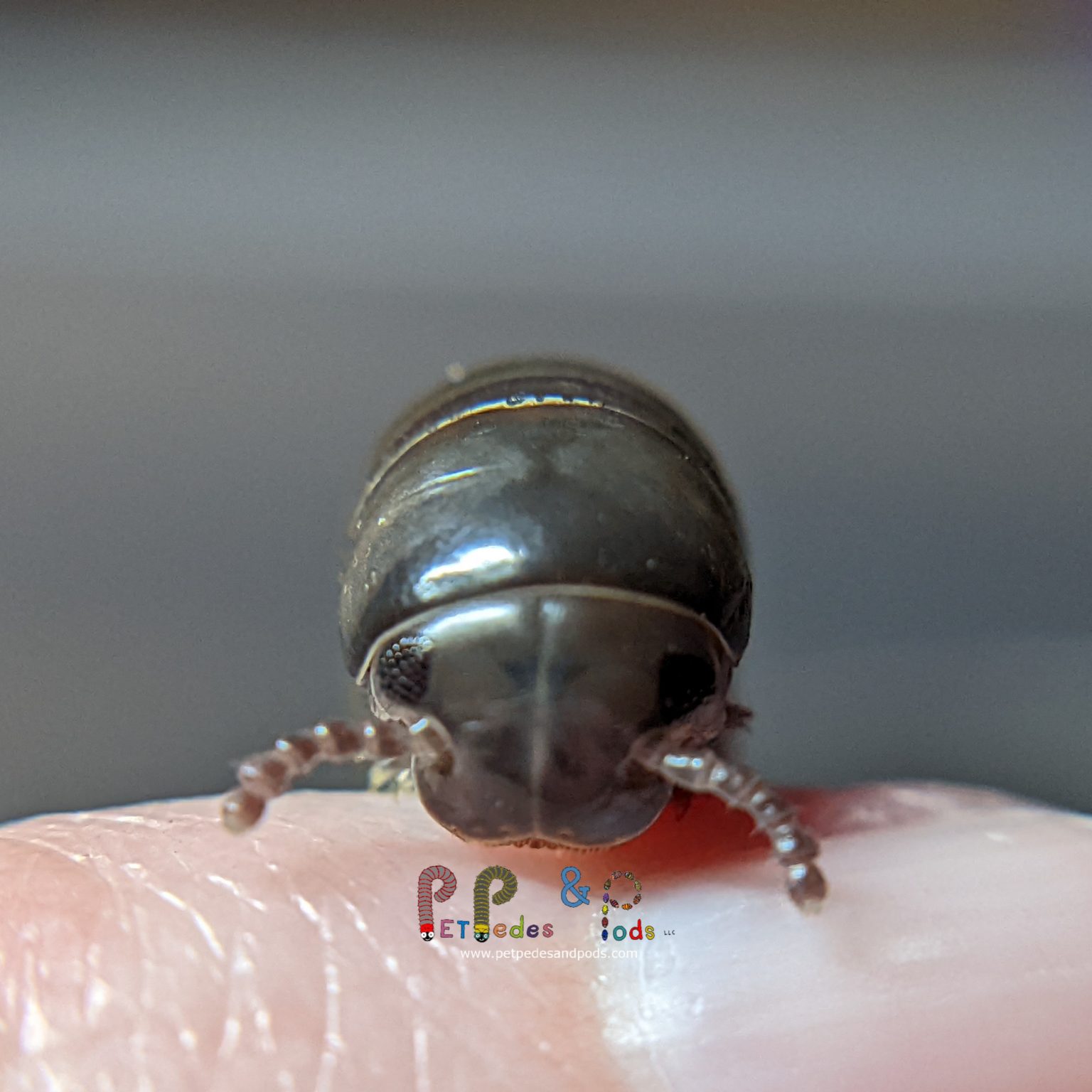 Philippine Blue Millipede – Pet Pedes and Pods
