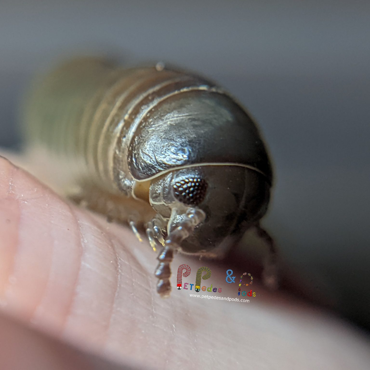 Millipedes – Pet Pedes and Pods