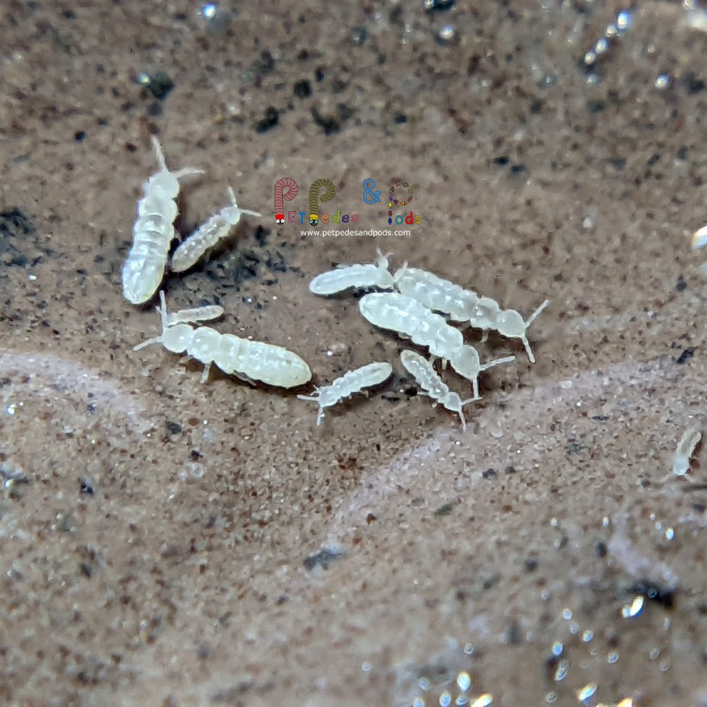 Springtails – Pet Pedes and Pods