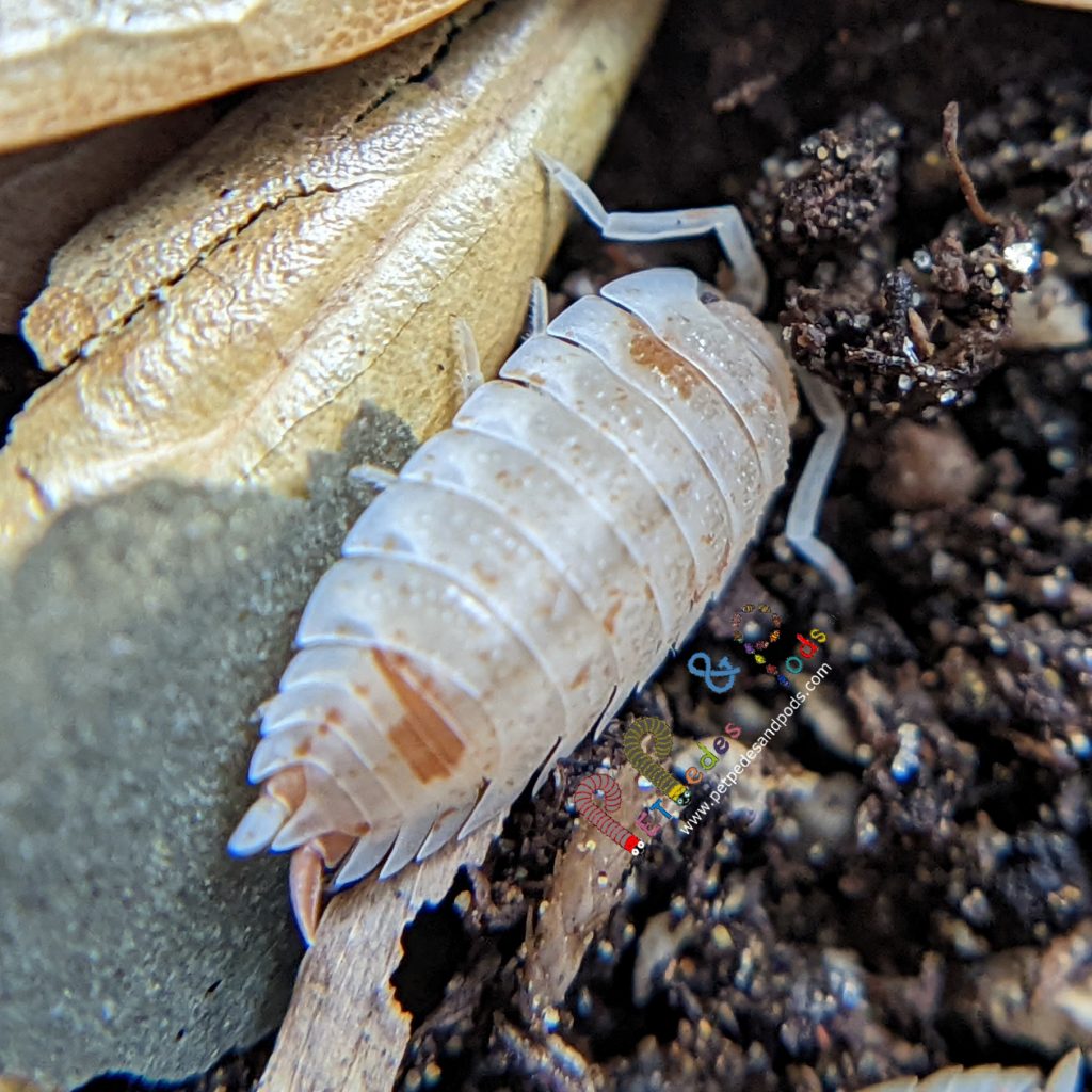 Porcellio Scaber “Orange Dalmatian” – Pet Pedes and Pods