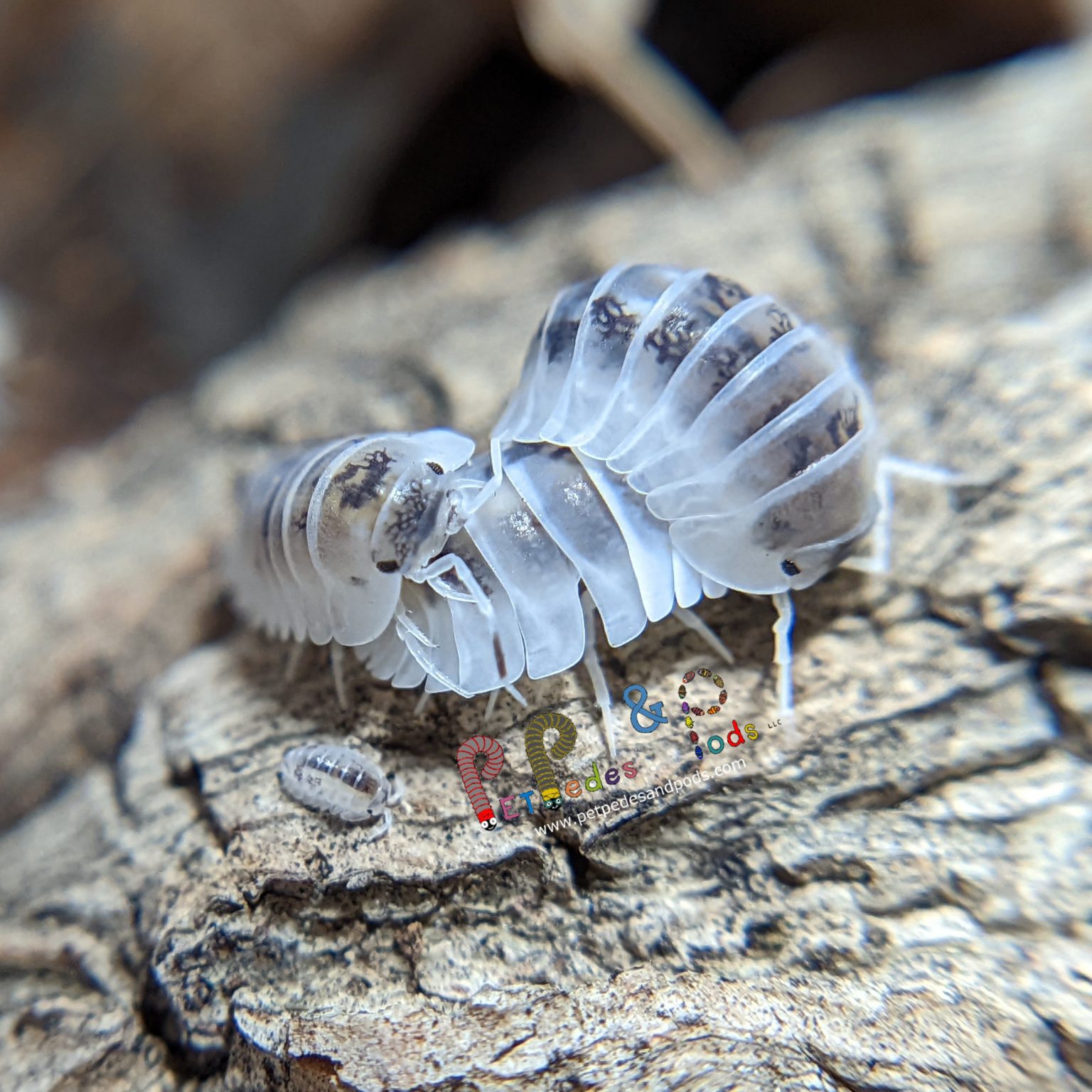 Cubaris Shiro Utsuri – Pet Pedes and Pods