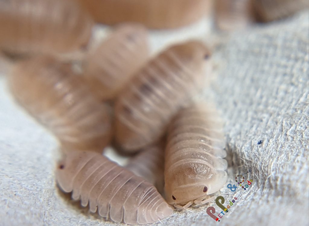 Cubaris Murina “Papaya” – Pet Pedes and Pods