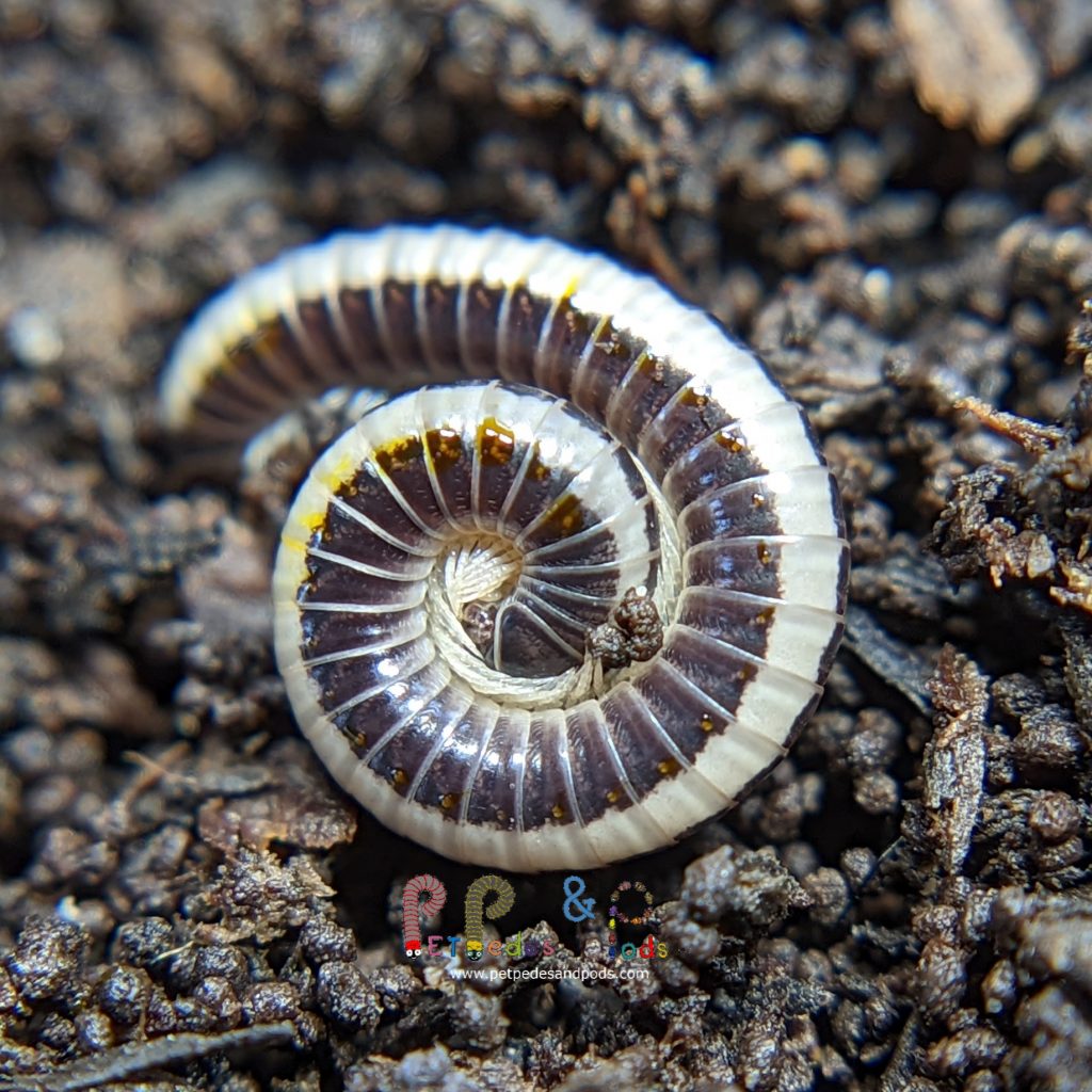 White Stripe Millipede – Pet Pedes and Pods