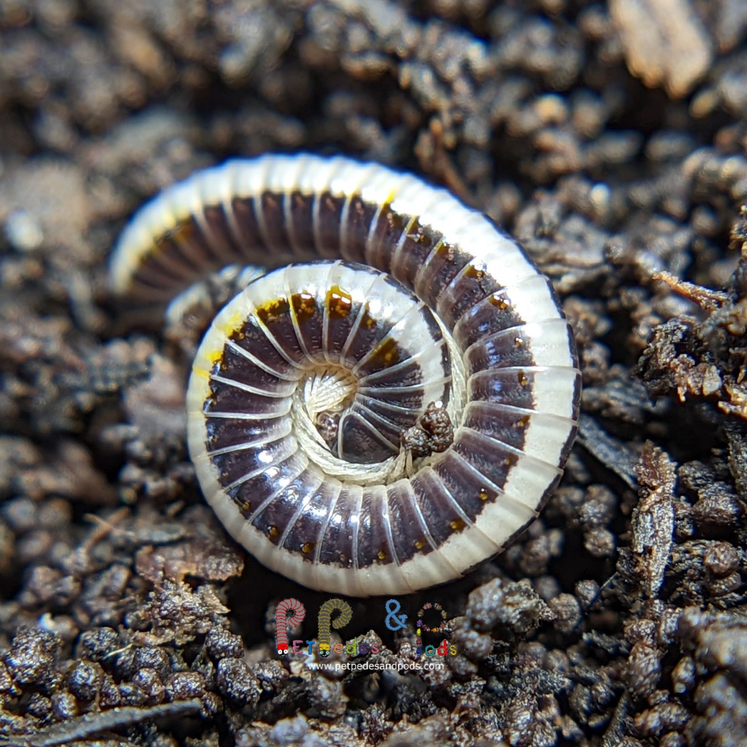 White Stripe Millipede – Pet Pedes and Pods