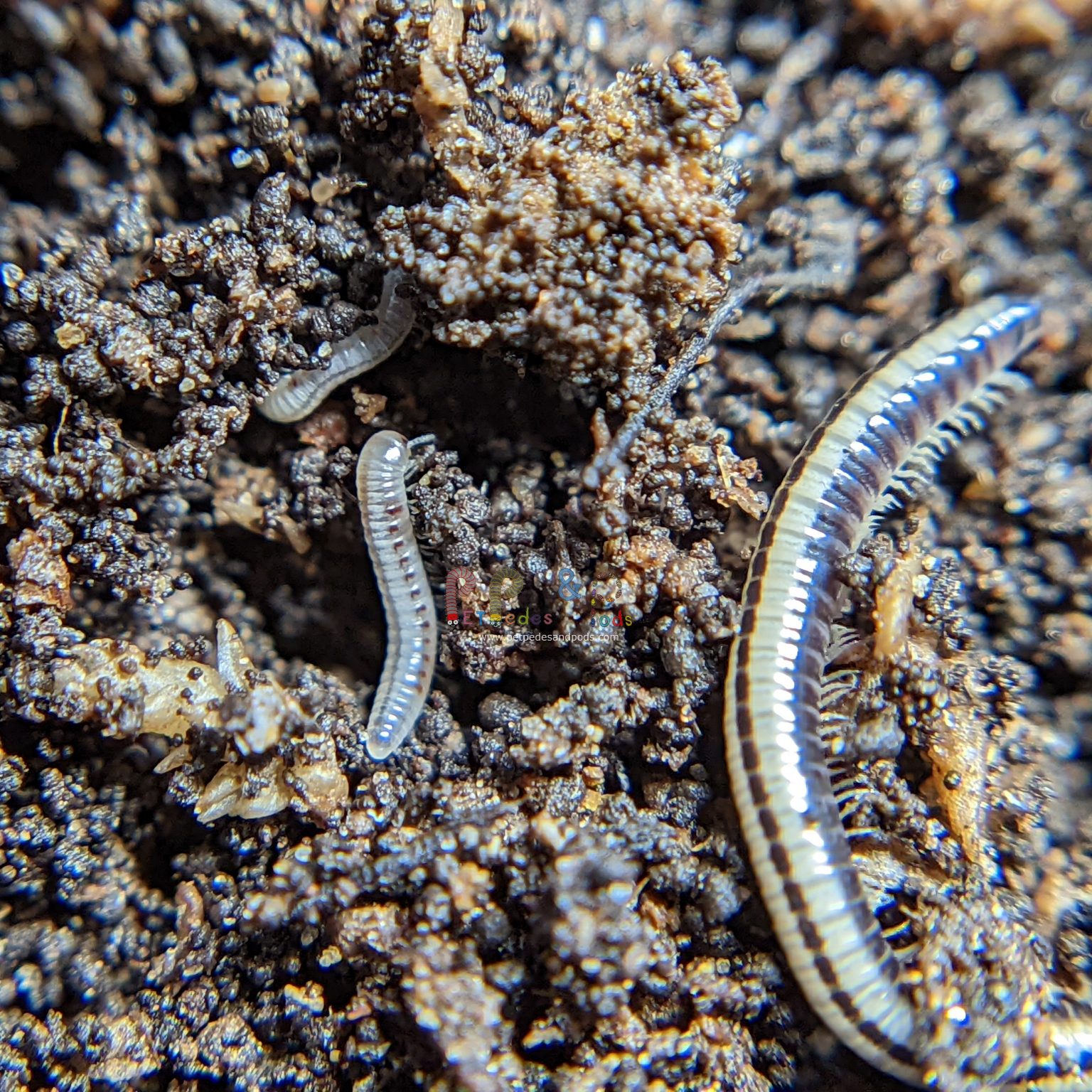White Stripe Millipede – Pet Pedes and Pods