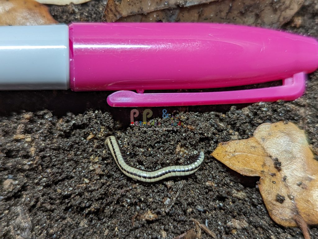 White Stripe Millipede – Pet Pedes and Pods