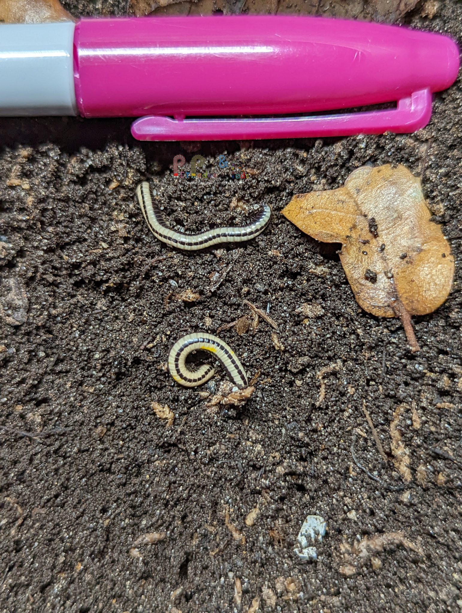 White Stripe Millipede – Pet Pedes and Pods