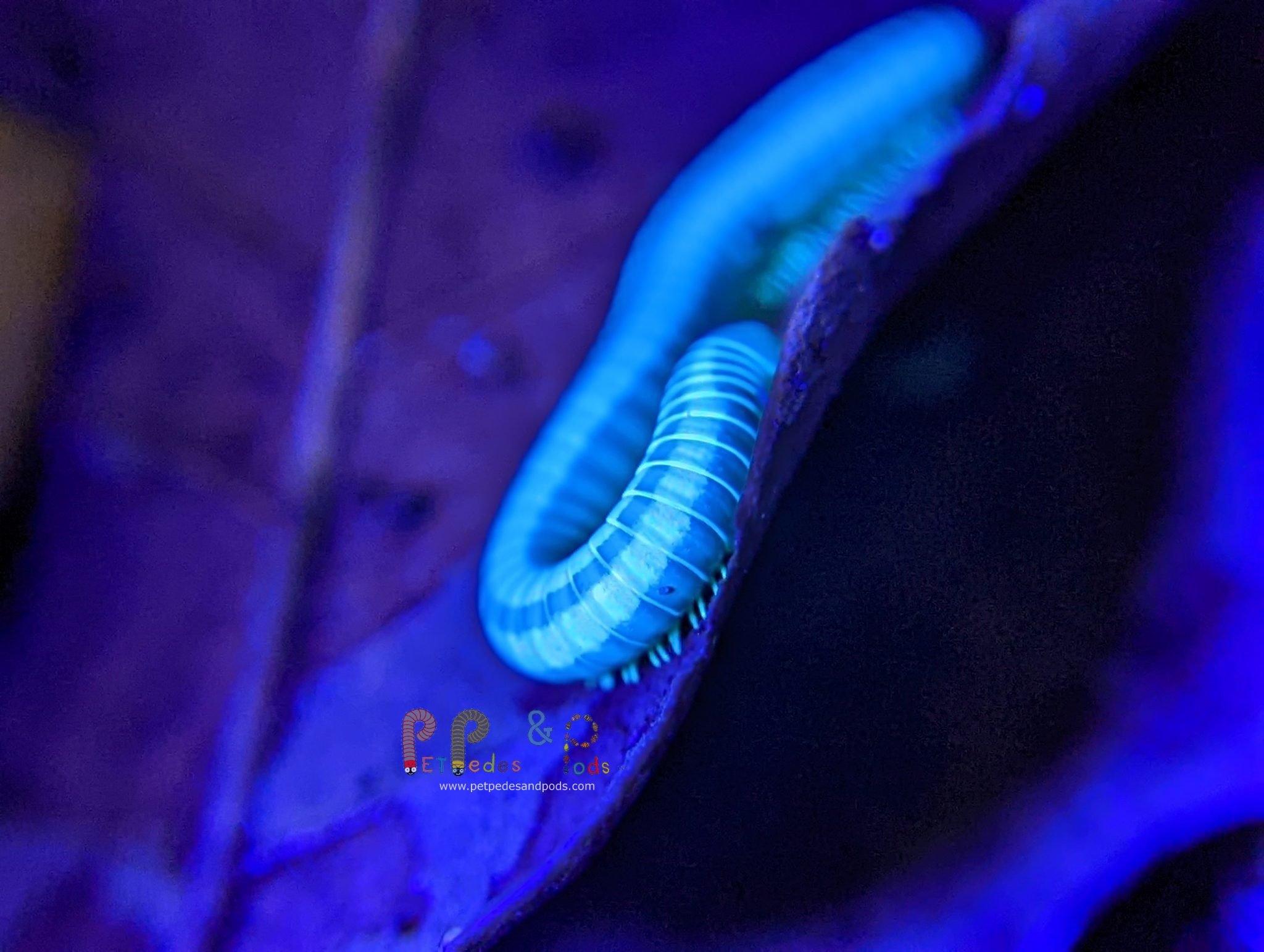 White Stripe Millipede – Pet Pedes and Pods