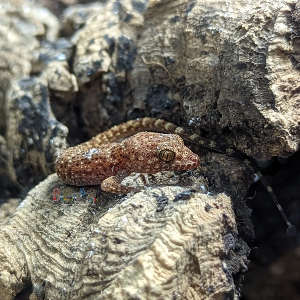 Meet Our Geckos – Pet Pedes and Pods