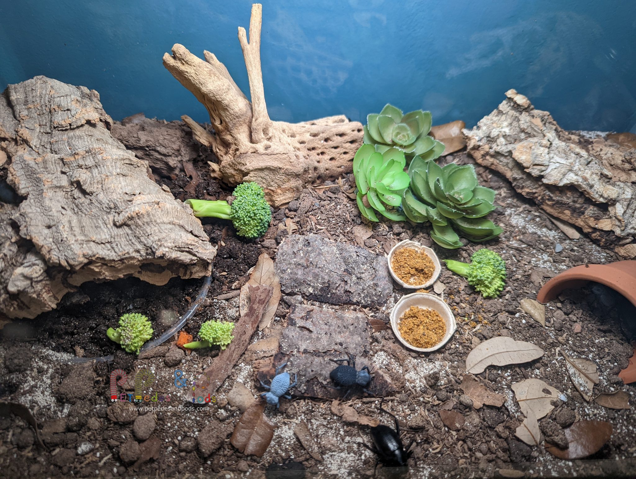 Community Desert Beetle Habitat With Isopods – Pet Pedes and Pods